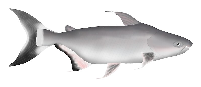 "Giant Pangasius" by fishfolkart | Redbubble