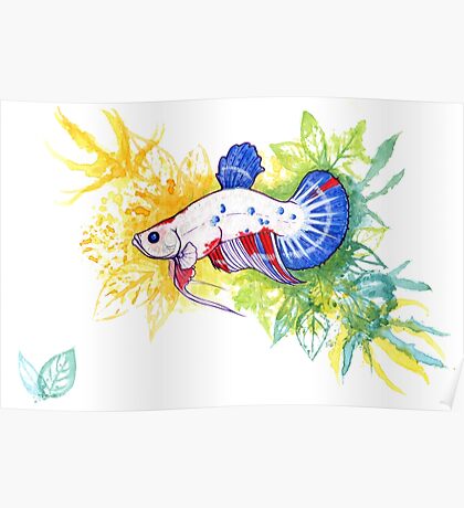 Betta Fish: Posters | Redbubble