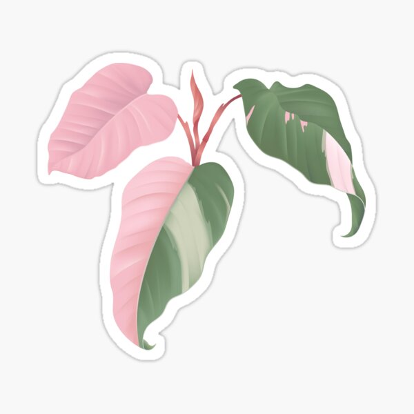 "Philodendron Pink Princess Three Leaves" Sticker for Sale by ...