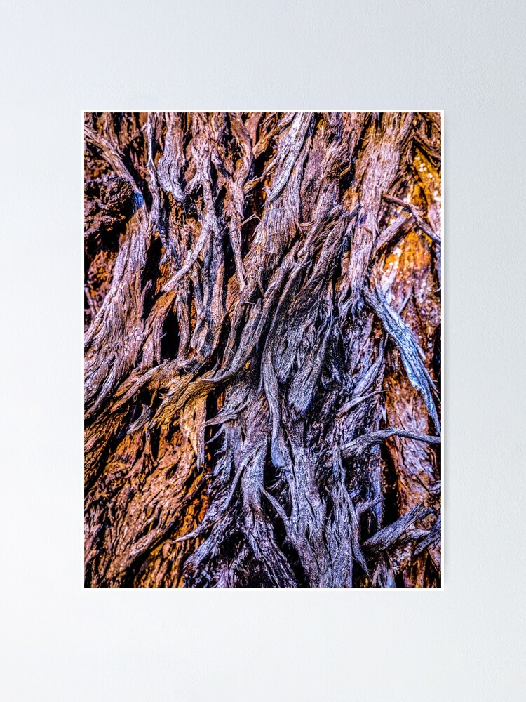 "Australian Tree Bark Series #31" Poster for Sale by Moments-In-Time ...