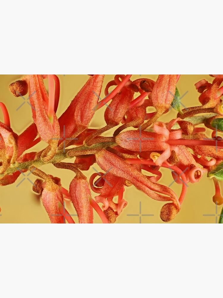 "Grevillea victorae 'Murray Valley Queen' inflorescence" Poster by ...