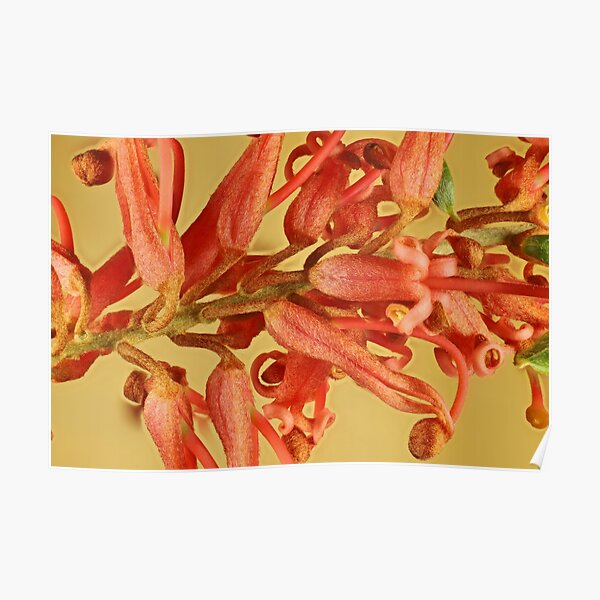 "Grevillea victorae 'Murray Valley Queen' inflorescence" Poster by ...