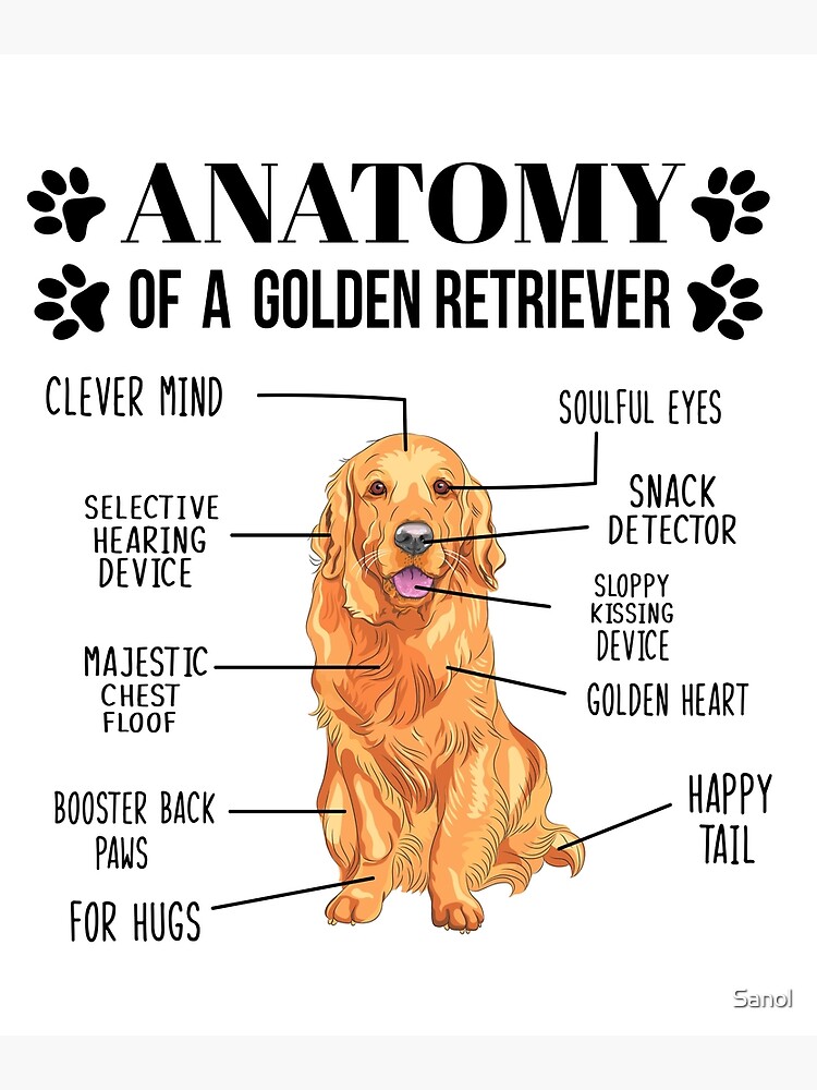 "Anatomy Of A Golden Retriever" Poster for Sale by Sanol | Redbubble