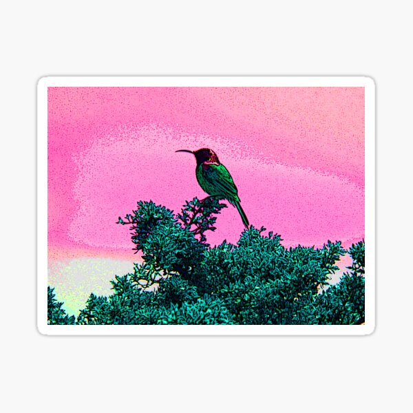 "Orange brested Sunbird with pink sky" Sticker for Sale by ...