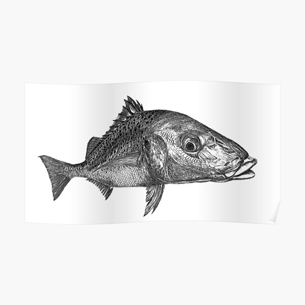 "Spotted Grunter" Poster for Sale by PaulsArt5 | Redbubble