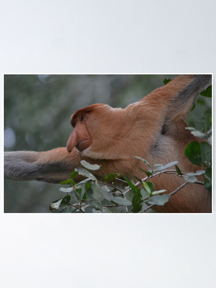 "Male Proboscis monkey " Poster for Sale by barnymartin | Redbubble