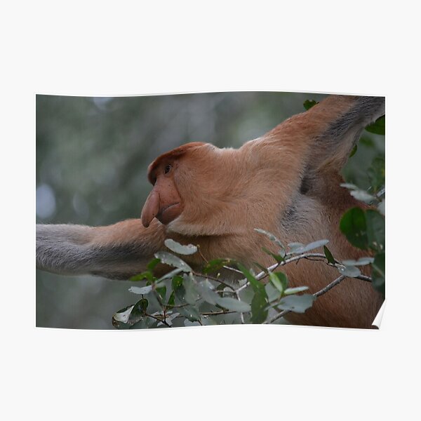 "Male Proboscis monkey " Poster by barnymartin | Redbubble