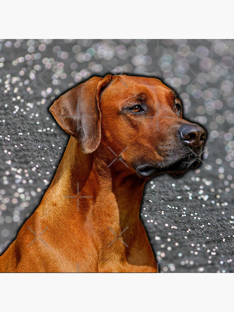 "Rhodesian ridgeback domineering face" Framed Art Print for Sale by ...