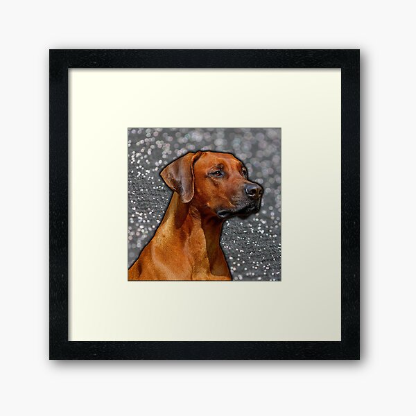 "Rhodesian ridgeback domineering face" Framed Art Print for Sale by ...