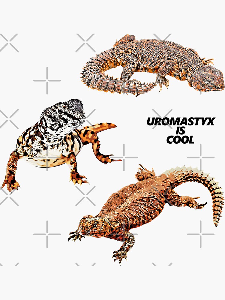 "Uromastyx Lizard Is Cool" Sticker for Sale by yansuryo-oke | Redbubble