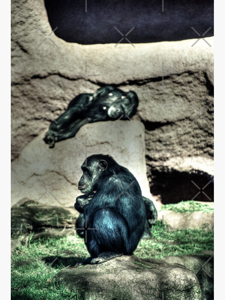 "Crouching Monkey" Poster for Sale by blackadder | Redbubble