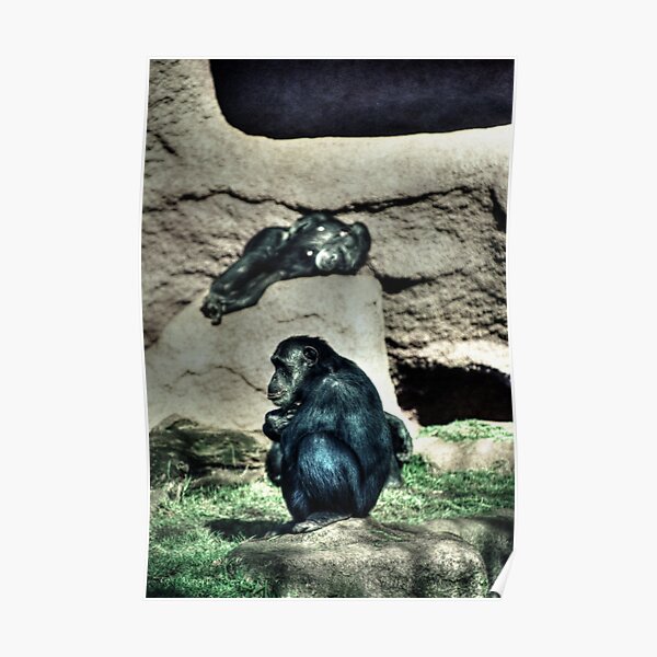 "Crouching Monkey" Poster for Sale by blackadder | Redbubble