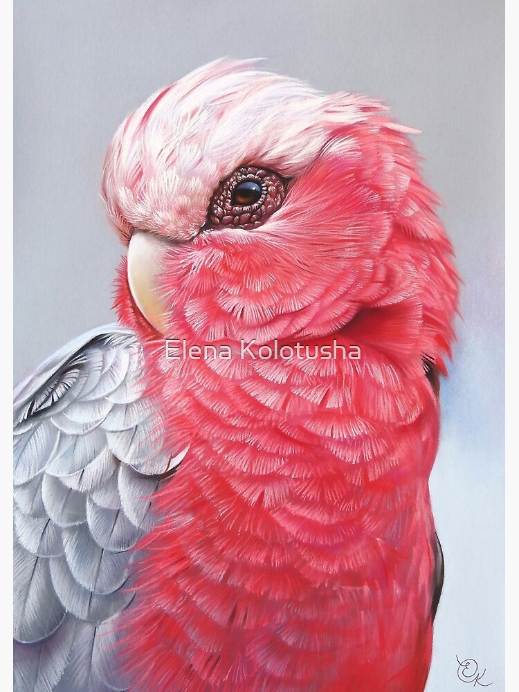 ""Galah"" Poster by yelenabella | Redbubble