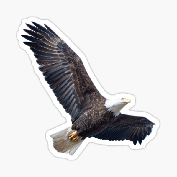 "Bald Eagle flying" Sticker by nscphotography | Redbubble