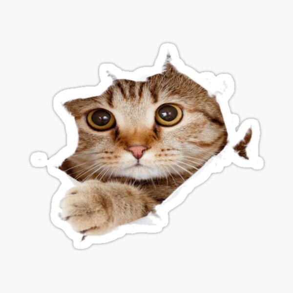 "Curious Cat" Sticker for Sale by AlDesignArt | Redbubble