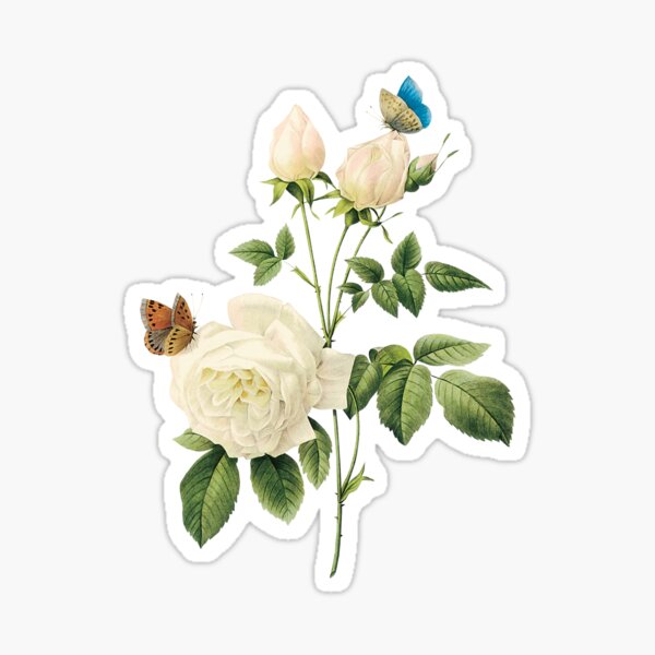 "White rose with butterflies" Sticker for Sale by eleyne | Redbubble
