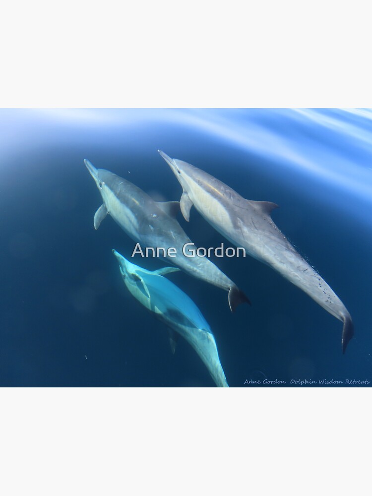 "Dolphin Shadow" Sticker by AnneWhale | Redbubble