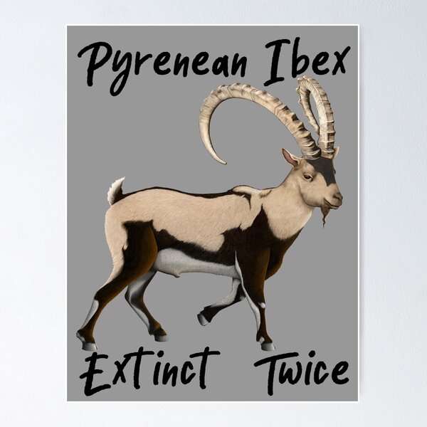 "Pyrenean Ibex - Extinct Twice" Poster for Sale by Kestrelle | Redbubble