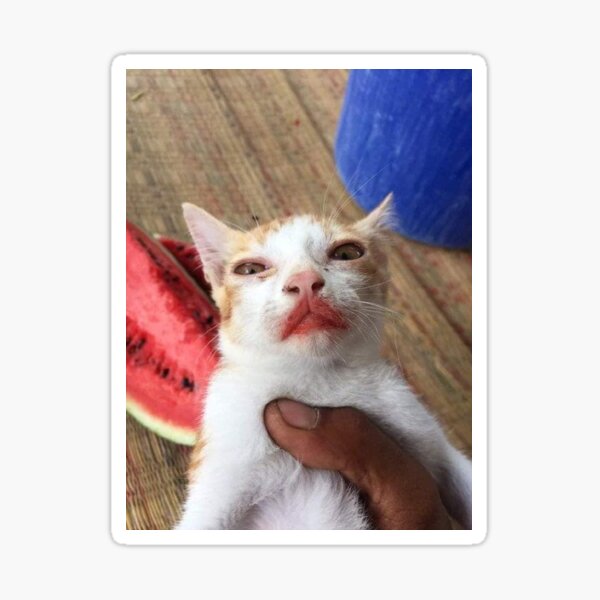 "watermelon cat" Sticker for Sale by youyouyou219 | Redbubble