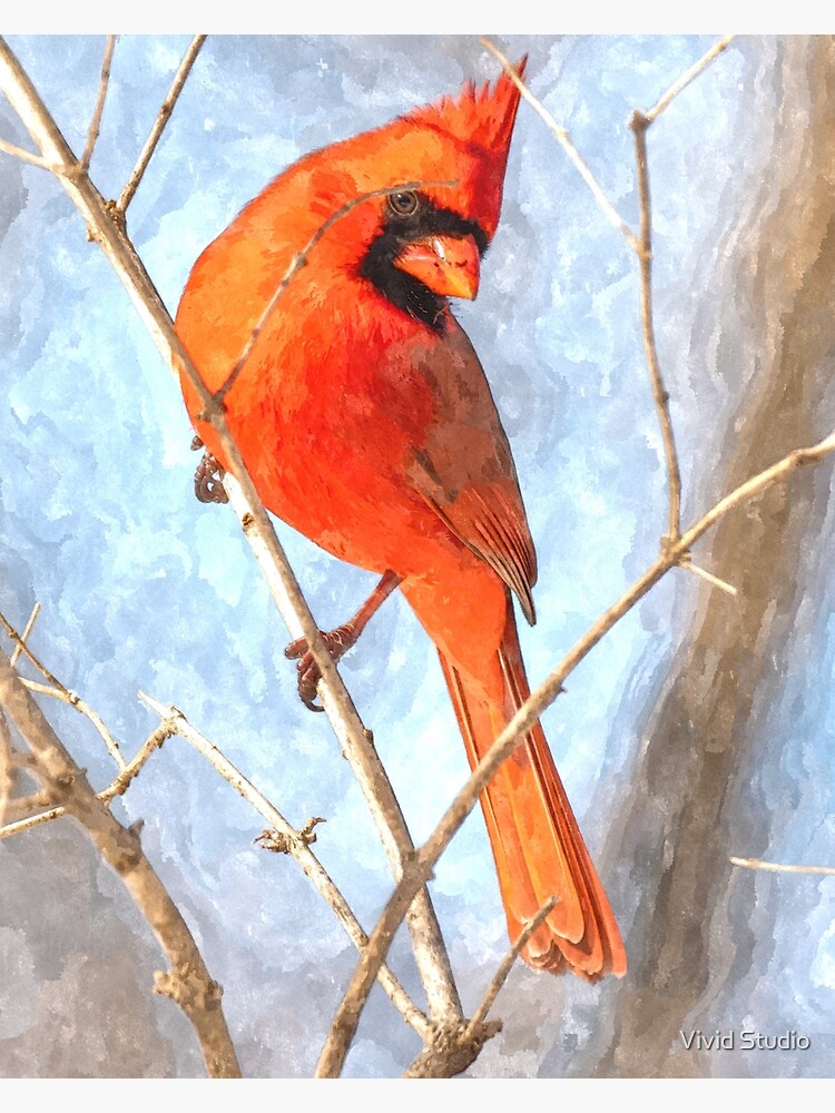"Red robin. Digital watercolor painting" Poster for Sale by Calaimatge ...