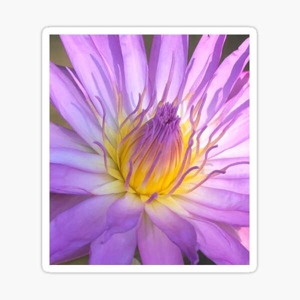 "The colours of royalty" Sticker for Sale by freelancingypsy | Redbubble