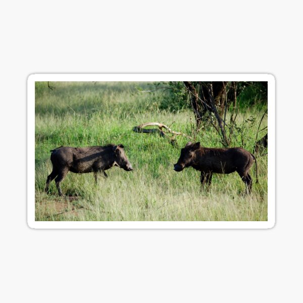 "Serengeti Warthogs" Sticker for Sale by djcm1 | Redbubble