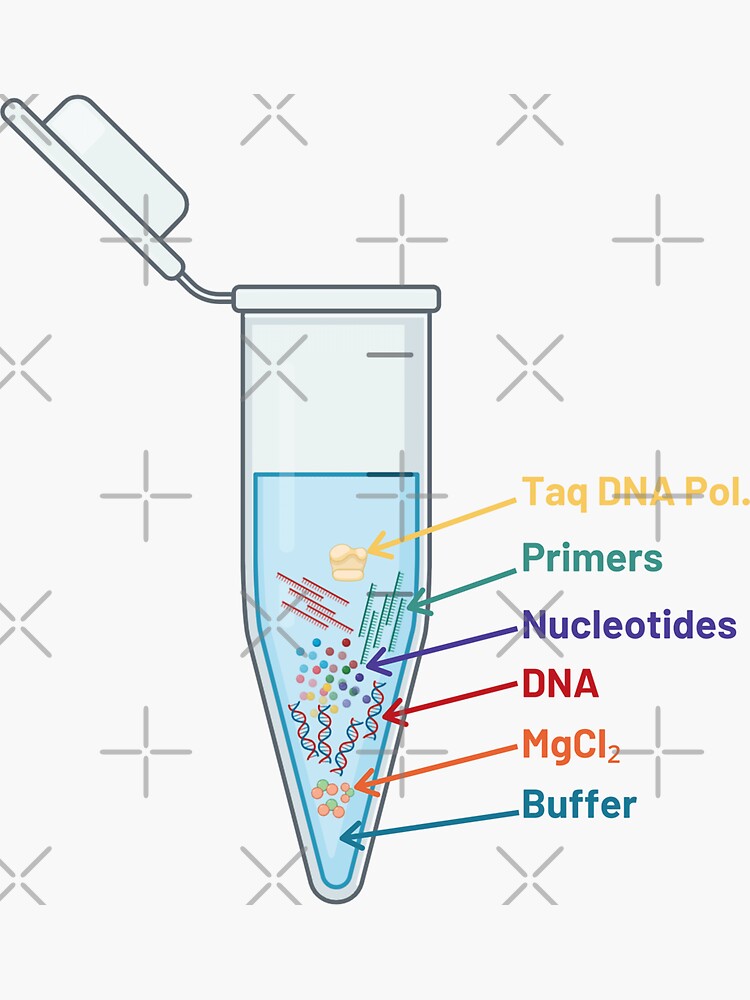"The Perfect PCR Polymerase Chain Reaction Process Steps Chemicals ...