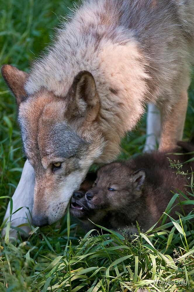 «Timber Wolf And Pups» de WolvesOnly | Redbubble