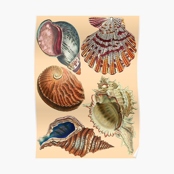 "A Collection Of Vintage Sea Shells" Poster for Sale by PrintablePics ...
