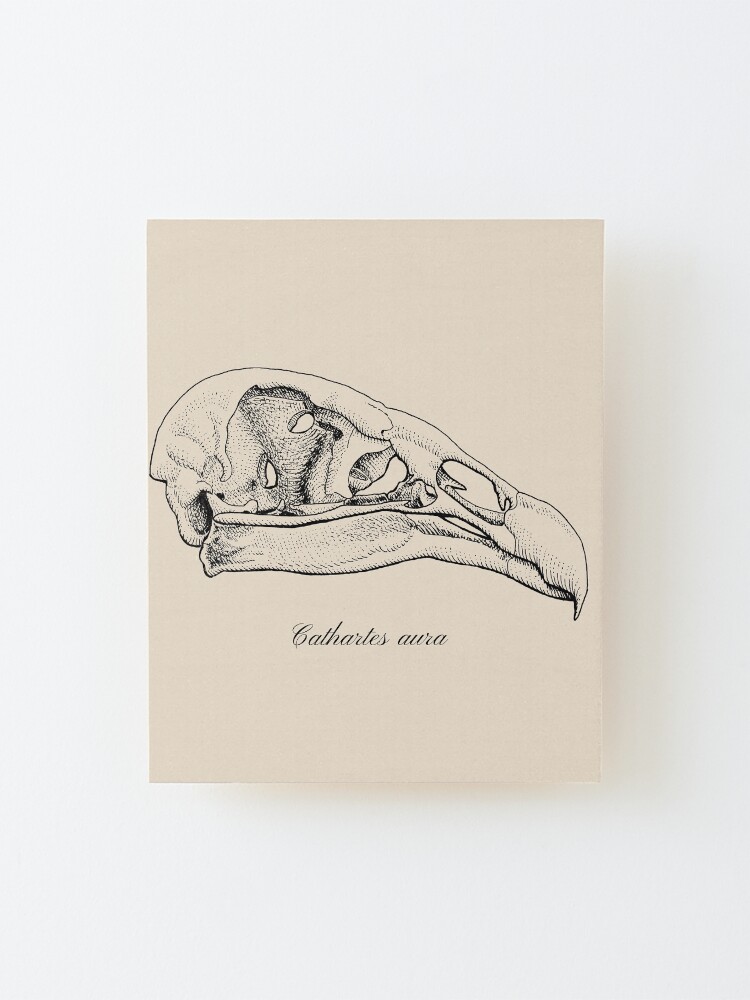 Vulture Skull Drawing
