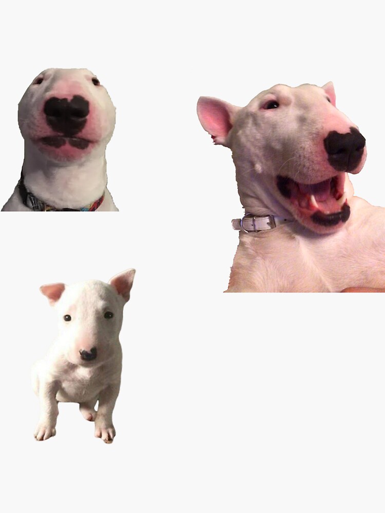 "Walter dog meme sticker pack" Sticker for Sale by kiwi-pie | Redbubble