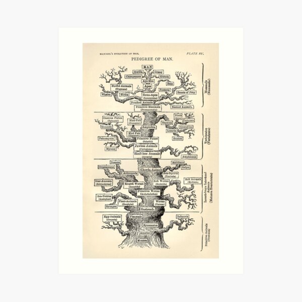 "Ernst Haeckel Tree Of Life Pedigree Of Man Evolution" Art Print for ...