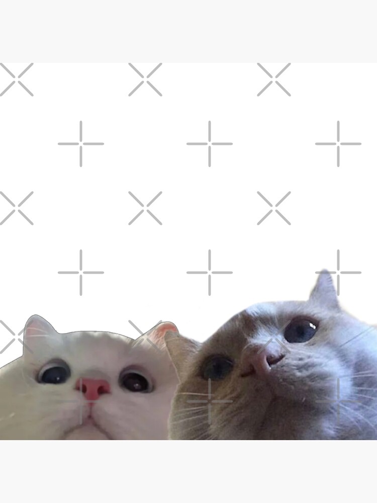 "two cats staring at you meme" Poster for Sale by Luckeye | Redbubble