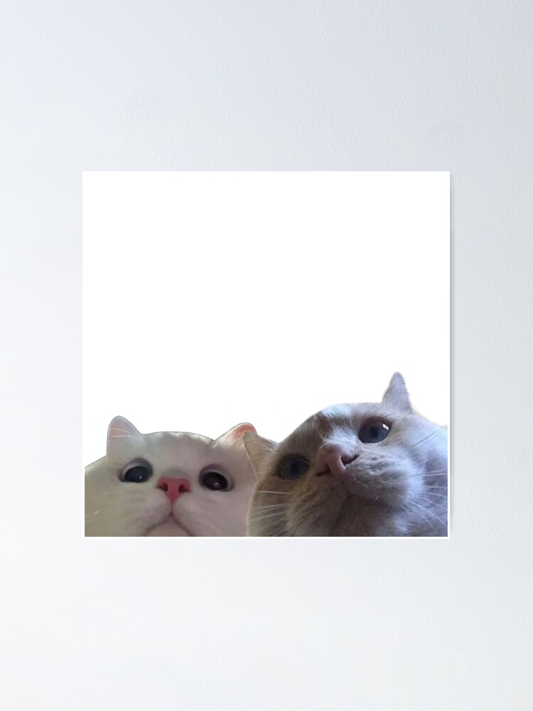 "two cats staring at you meme" Poster for Sale by Luckeye | Redbubble