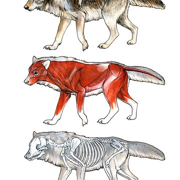 "Wolf Anatomy" Poster for Sale by Pip Tacla | Redbubble