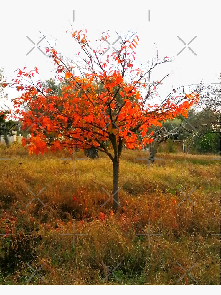 "Orange tree " Sticker by VanillaArte | Redbubble