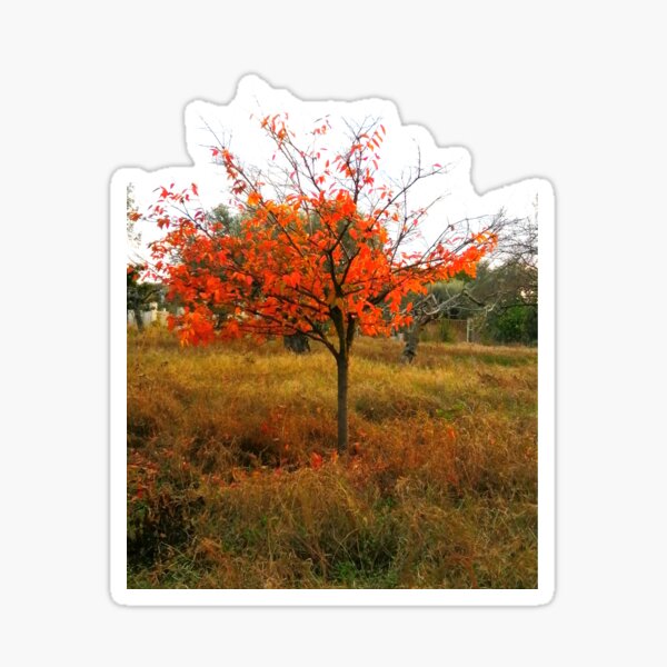 "Orange tree " Sticker by VanillaArte | Redbubble