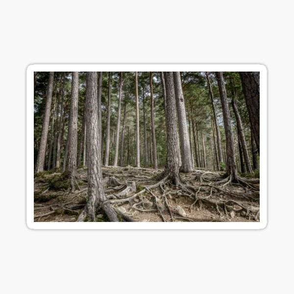 "Tree Roots" Sticker for Sale by Lanas | Redbubble