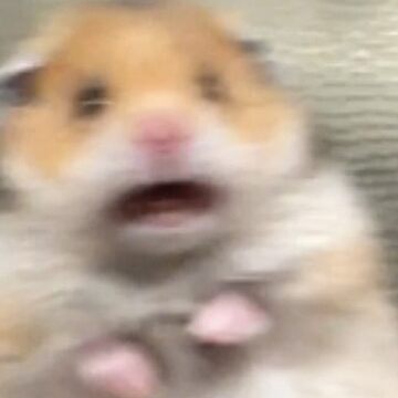 "Shook hamster meme" Poster for Sale by SAVAGEwav | Redbubble