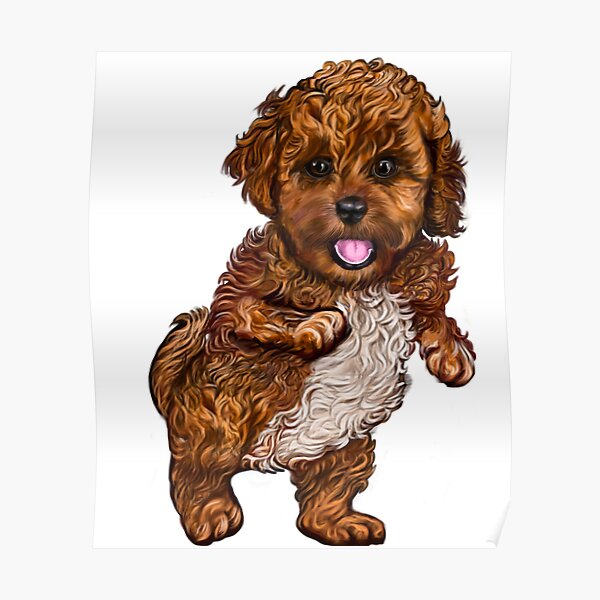 "Cavapoochon Cavapoo Cavoodle - cute standing cavalier King Charles ...