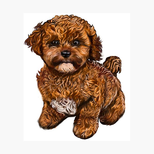 "Cavapoochon Cavapoo Cavoodle - Lucky the cute Cavalier King Charles ...