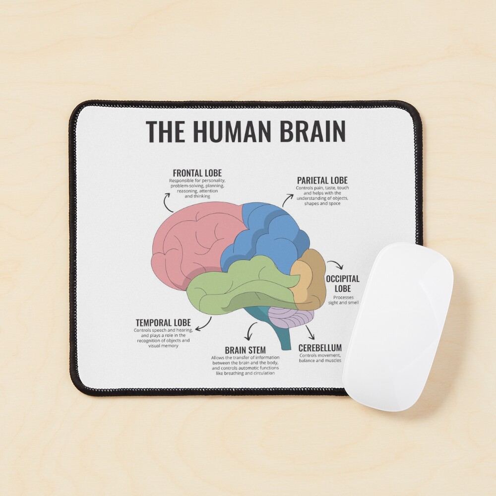 "The Human Brain Anatomy Mental Health Office Therapy Decor Art ...