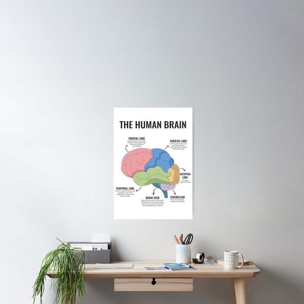 "The Human Brain Anatomy Mental Health Office Therapy Decor Art ...