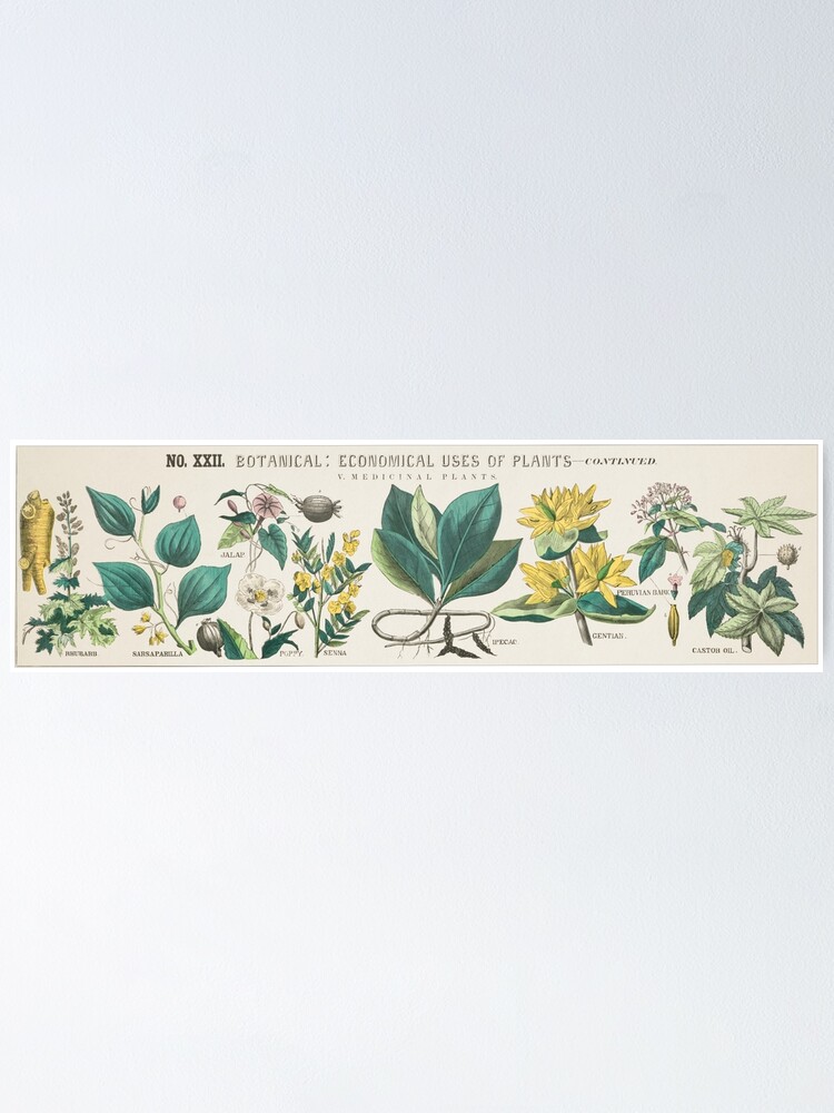 "Botanical Chart of Medicinal Plants" Poster for Sale by ZinZoe | Redbubble