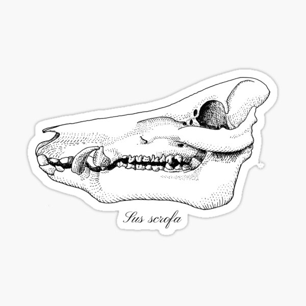 "Boar skull in ink" Sticker by Drawinism | Redbubble