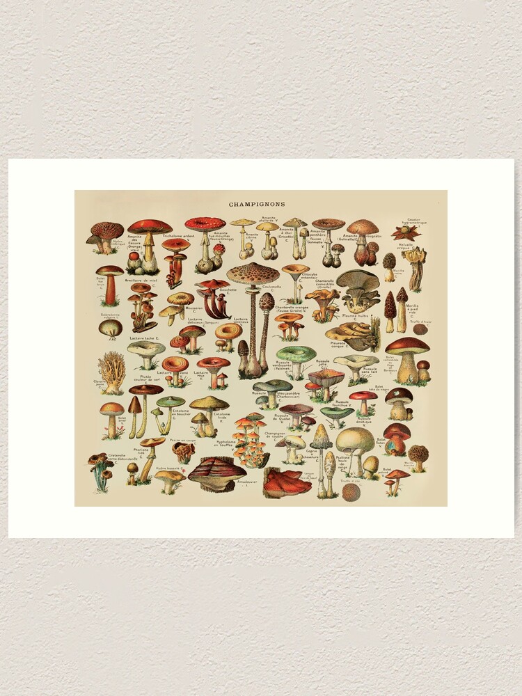 "Vintage Edible Mushroom Chart" Art Print for Sale by alexvoss | Redbubble