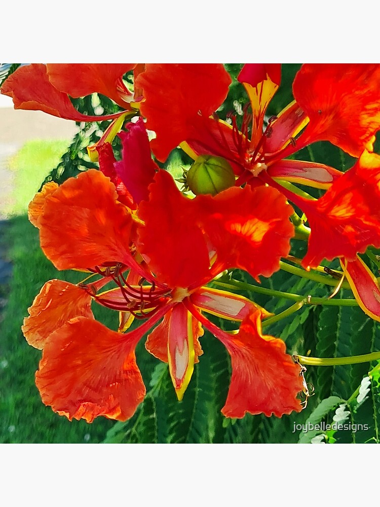 "Royal Poinciana Flamboyant Flower" Poster for Sale by joybelledesigns ...