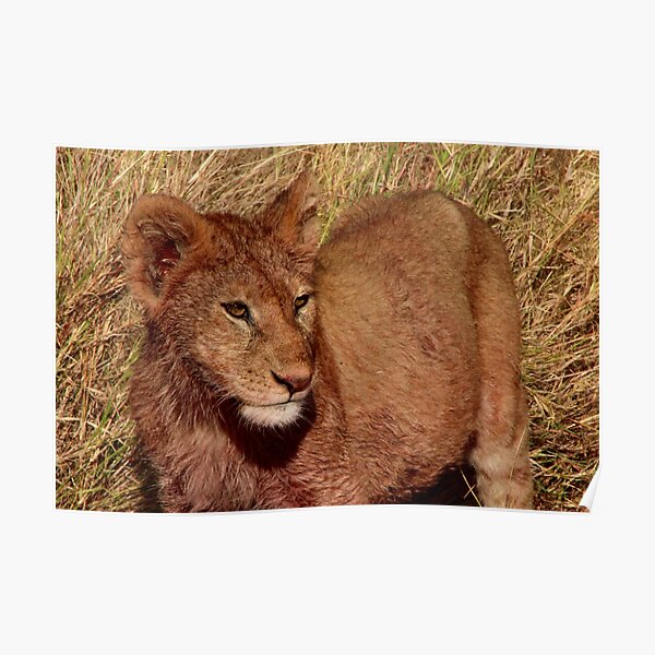 "Baby Lion" Poster for Sale by Jenna-Grieve | Redbubble