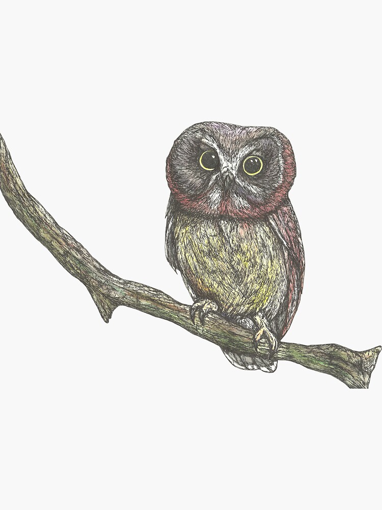 "Little Owl" Sticker for Sale by SerenSketches | Redbubble