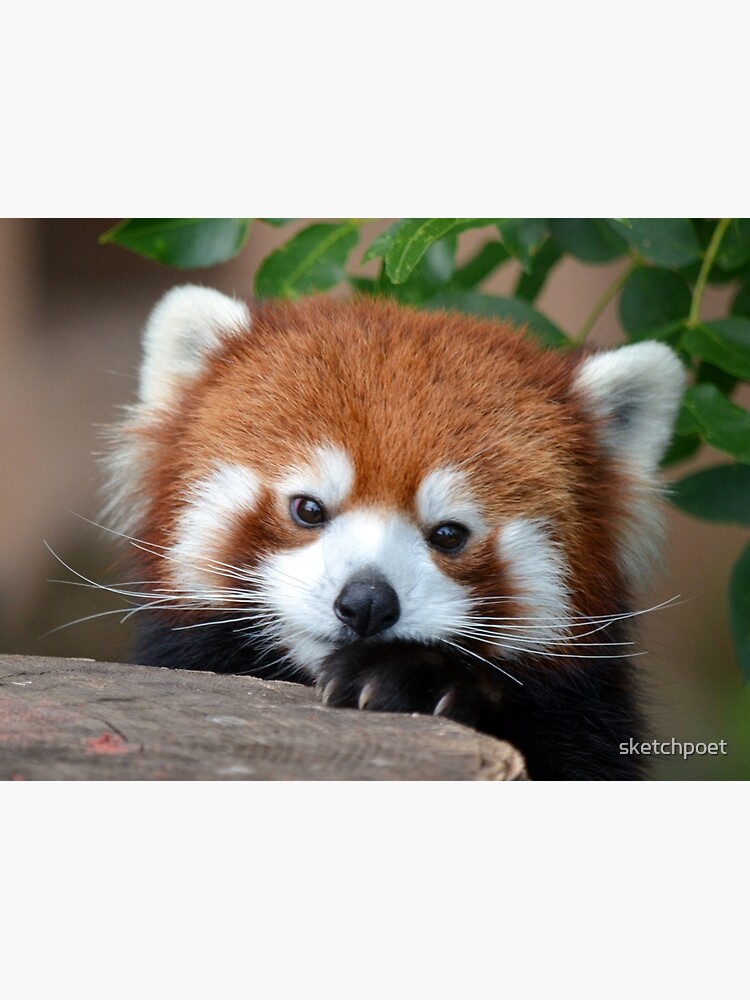 "Shy Red Panda" Poster for Sale by sketchpoet | Redbubble